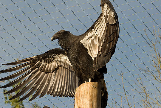 Santa Barbara Zoo Adds 4 Young Condors | Local News | Noozhawk