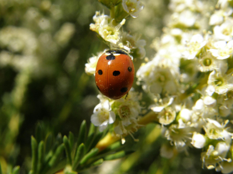 Spot-on Shot of a Ladybug | Photo of the Day | Noozhawk
