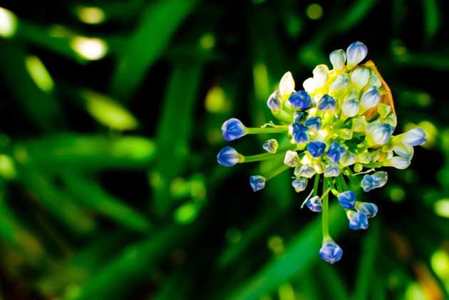 Agapanthus ‘Storm Cloud’ Blooms Under Morning Light at Storke Ranch in ...