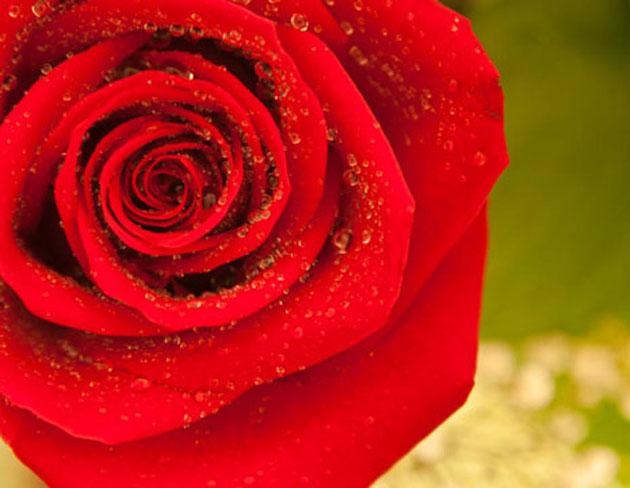 Roses Are Red ... | Photo of the Day | Noozhawk