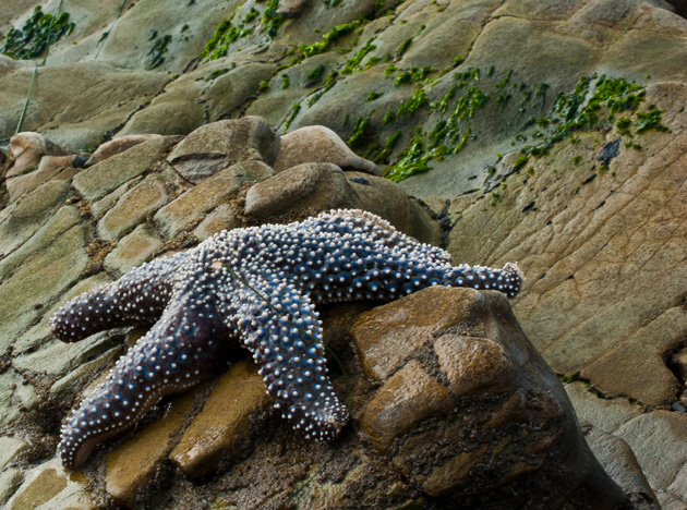 Sea Star | Photo of the Day | Noozhawk