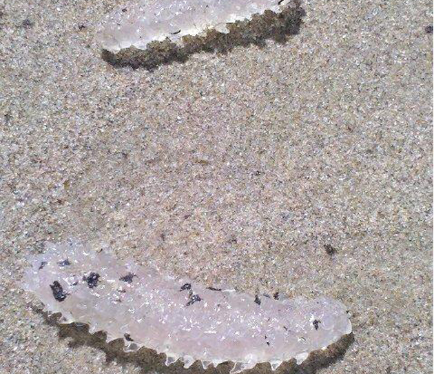 What Are Those Blobs of Jelly? | Photo of the Day | Noozhawk