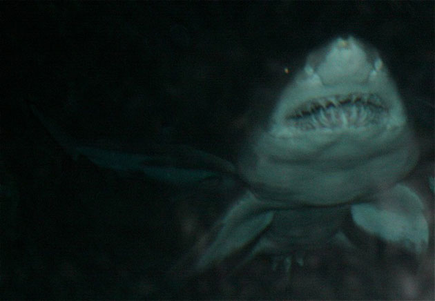 Shark! | Photo of the Day | Noozhawk