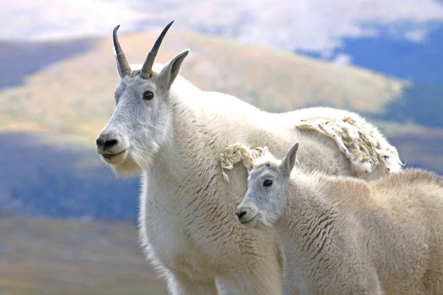 Mountain Goat Pose | Photo of the Day | Noozhawk