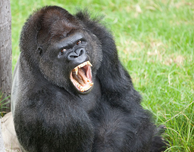 Angry Gorilla | Photo of the Day | Noozhawk