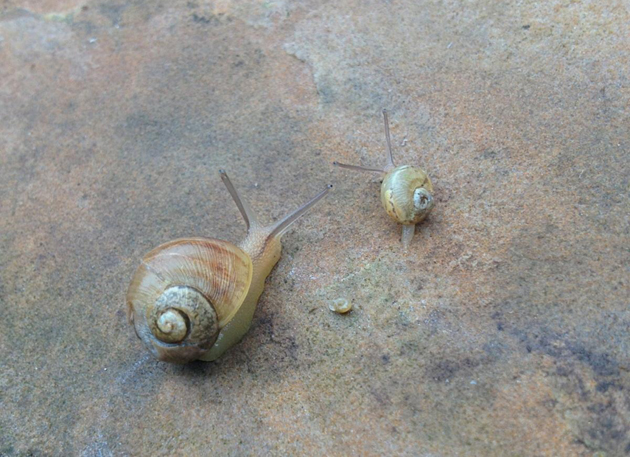 Snail’s Pace | Photo of the Day | Noozhawk