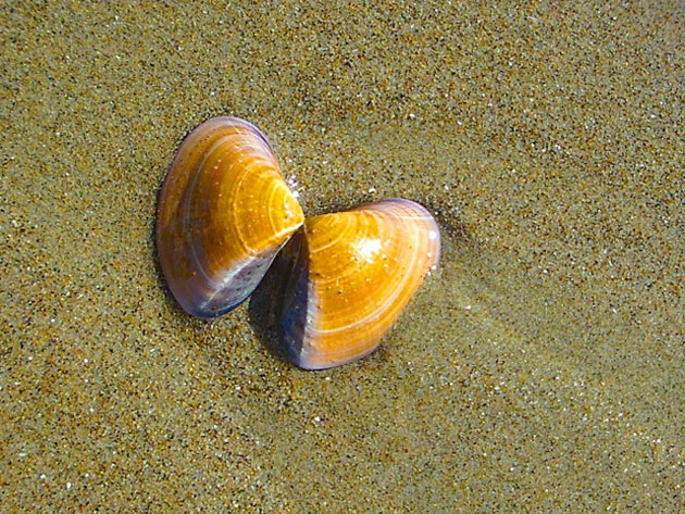 Happy Clam | Photo of the Day | Noozhawk