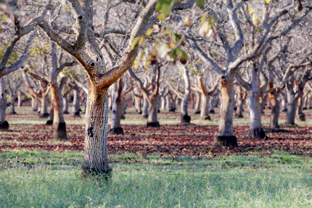 Walnut Trees in Buellton | Photo of the Day | Noozhawk