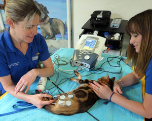 HydroPaws Helping Pets, Owners See Positive Results in Rehabilitation ...