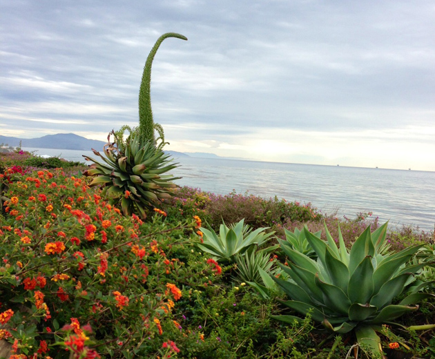 Agave in Bloom | Photo of the Day | Noozhawk