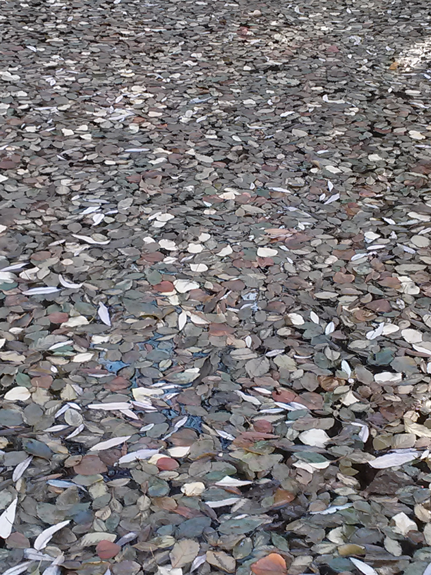 Leaf Jam | Photo of the Day | Noozhawk