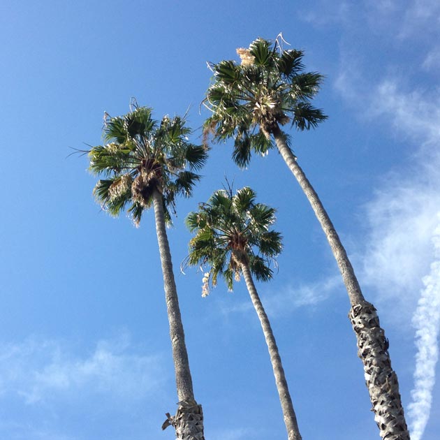 Palm Three | Photo of the Day | Noozhawk