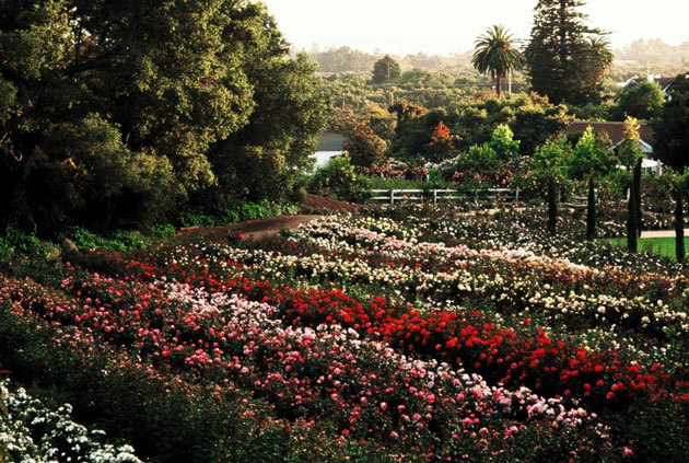 Rose Story Farm Is Picture Perfect | Media | Noozhawk