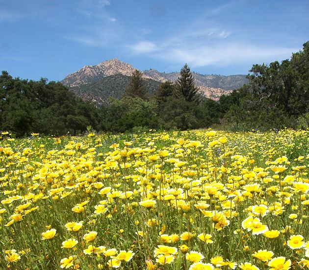 Meadow Look | Photo of the Day | Noozhawk