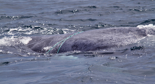 Condor Express Helps Launch Rescue of Entangled Humpback Whale | Local ...