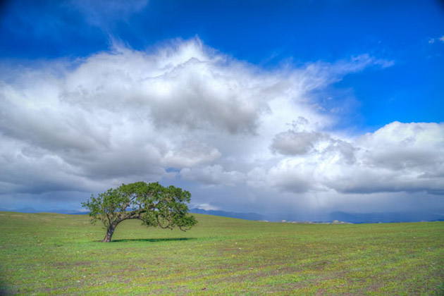 Lone Tree | Photo of the Day | Noozhawk