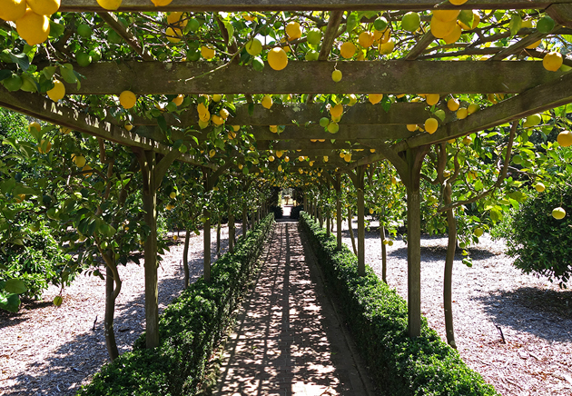 Lotusland Lemon Arbor | Photo of the Day | Noozhawk