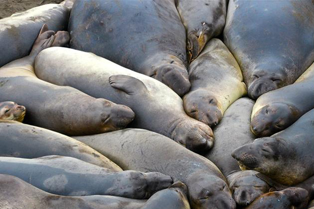Sleeping Seals | Photo of the Day | Noozhawk