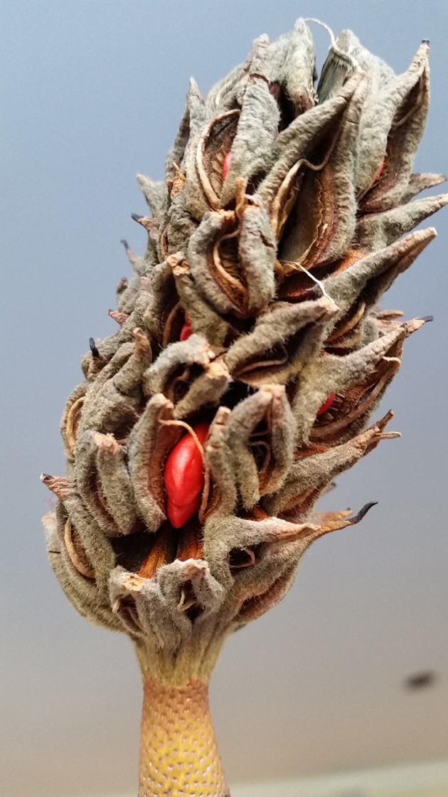 Magnolia Tree Seed Pod | Photo of the Day | Noozhawk