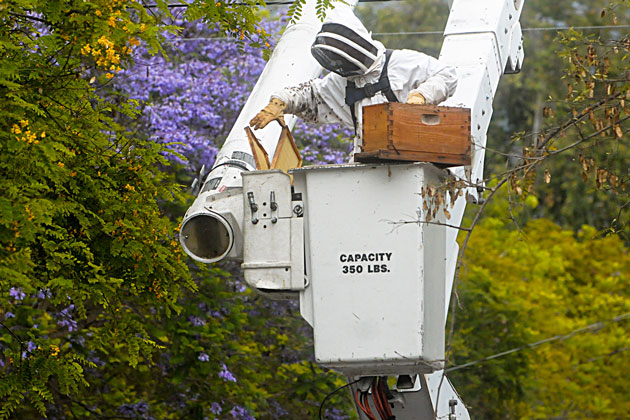 Tree Workers Hospitalized After Bee Swarm Attacks | Local News | Noozhawk