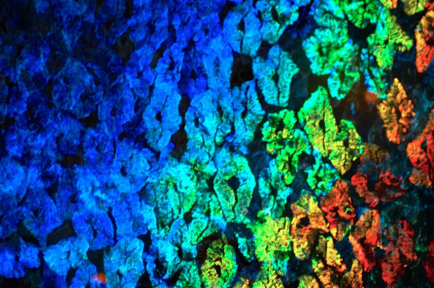 UCSB Marine Biologists Clarify How Specialized Cells in Squid Skin ...