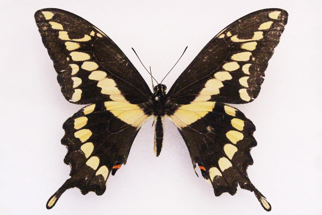 Two Species of Giant Flying Insects Recorded for First Time in Santa ...