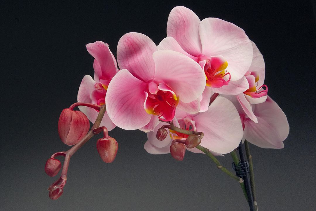 Westerlay Orchids Donates $28,000 to Breast Cancer Resource Center ...