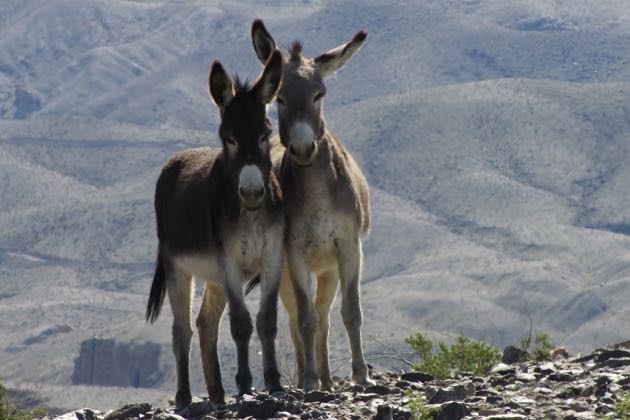 Double Burro | Photo of the Day | Noozhawk