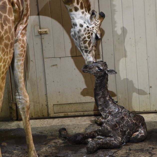 Baby Masai Giraffe Born at Santa Barbara Zoo | Local News | Noozhawk