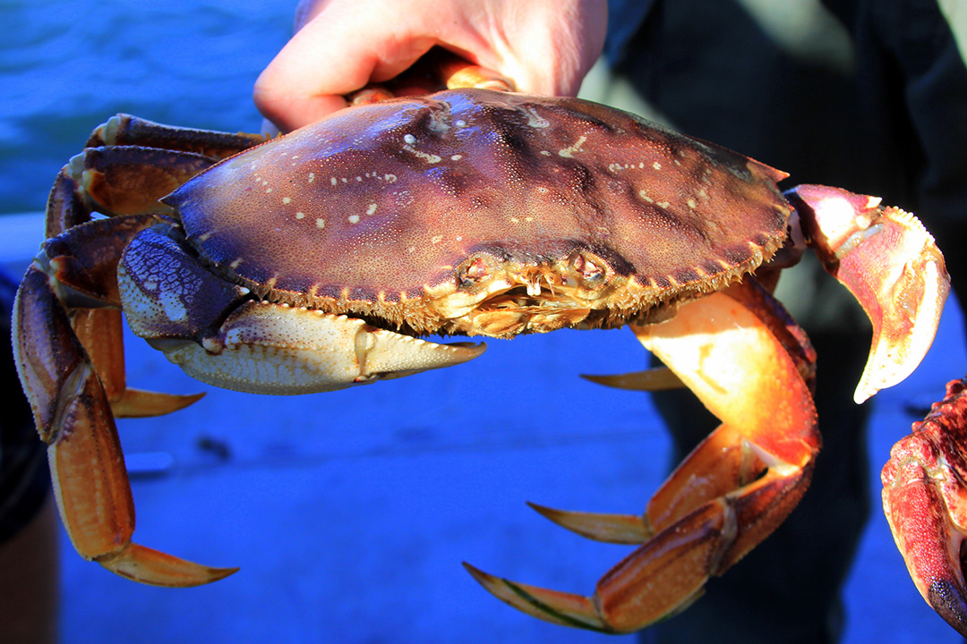 Outdoors Q&A: Can CrabHawk Traps Be Fished in California? | Homes ...