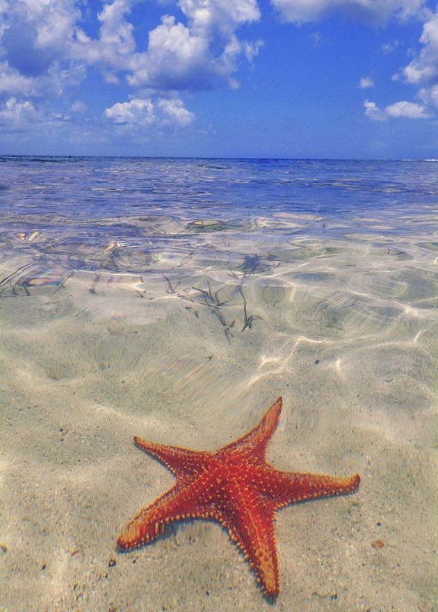 Starfish | Photo of the Day | Noozhawk