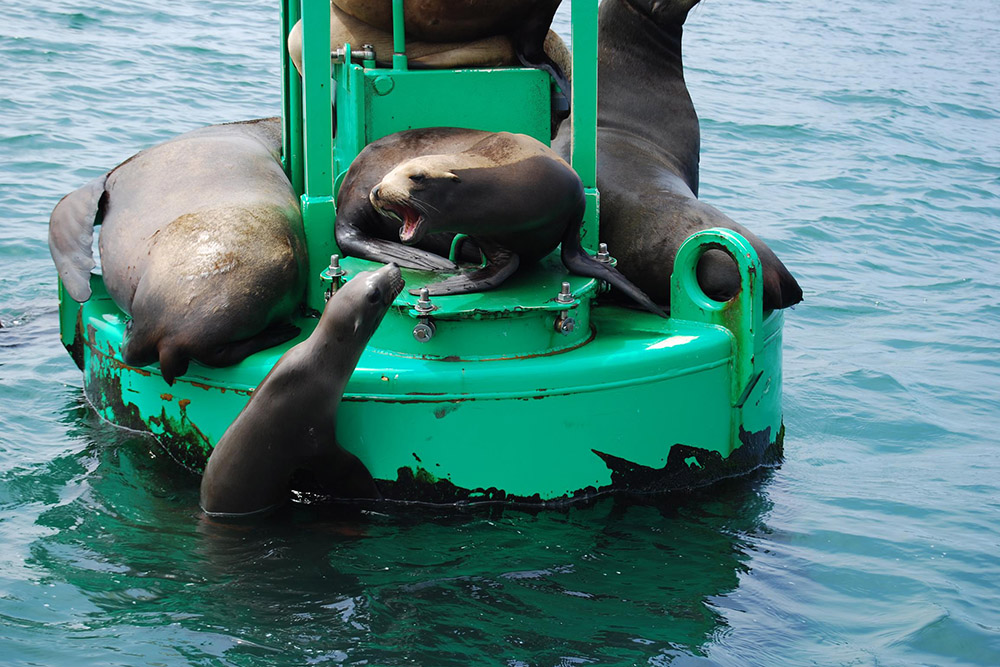 Captain’s Log: Little Sea Lion Visits Human Kids on More Mesa Beach ...