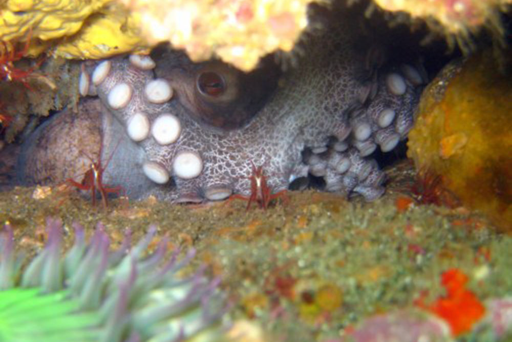 Outdoors Q&A: What’s the Best Method for Catching Octopus? | Homes ...