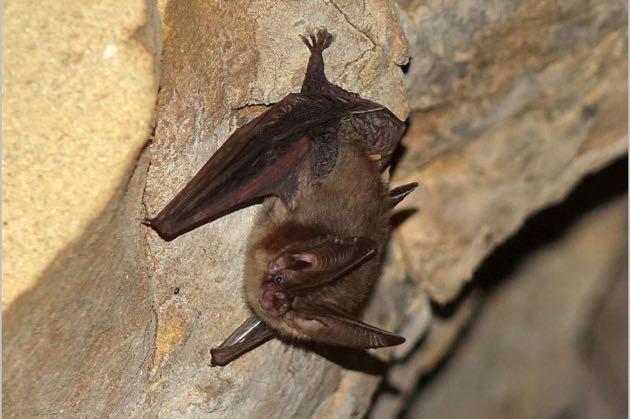 Bat Cave | Photo of the Day | Noozhawk