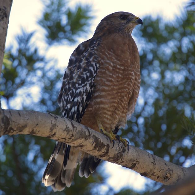 Hawk Star | Photo of the Day | Noozhawk