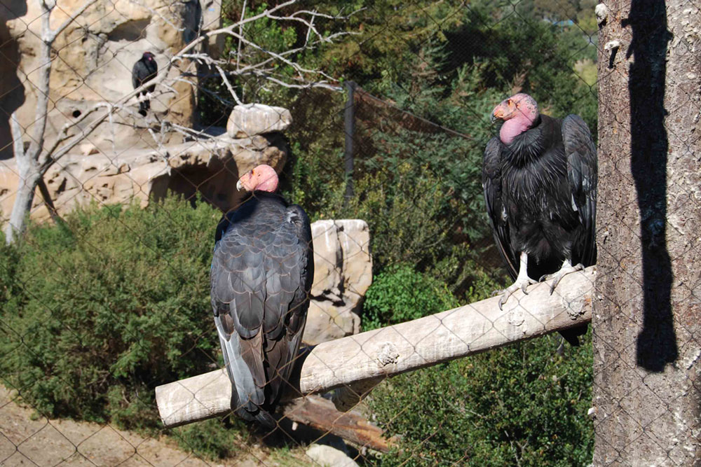 Free Mobile App Developed on Conservation Practices Used to Rescue ...