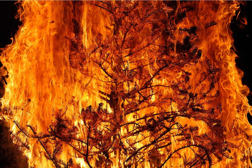 Montecito Fire Protection District Releases Christmas Tree Safety Tips ...