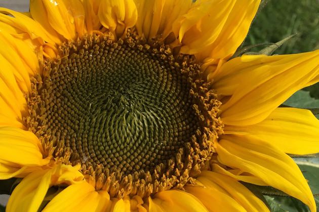 Sunflower Scene | Photo of the Day | Noozhawk