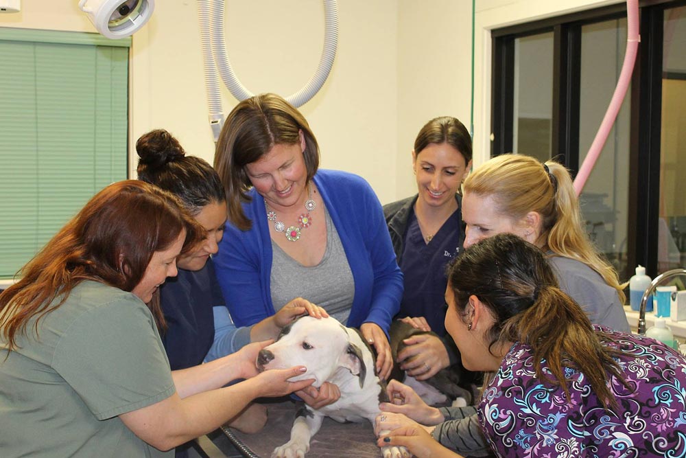 Dognapped Puppy Gets Returned to Santa Maria Animal Shelter | Local ...