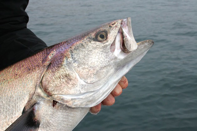 Captain’s Log: Squid Spawns Gather Big Schools of White Seabass ...