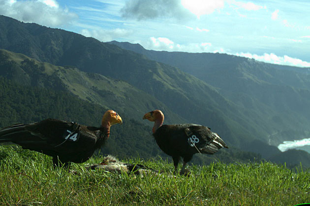 Second-Generation Condors Found Nesting in Wild | Outdoors | Noozhawk