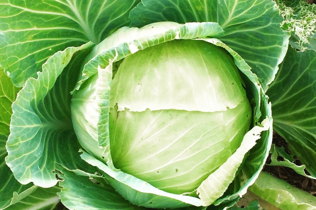 Cabbage Sights | Photo of the Day | Noozhawk