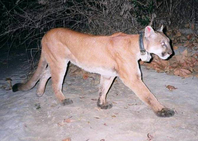 Outdoors Q&A: Purpose and Frequencies of Tracking Collars? | Outdoors ...