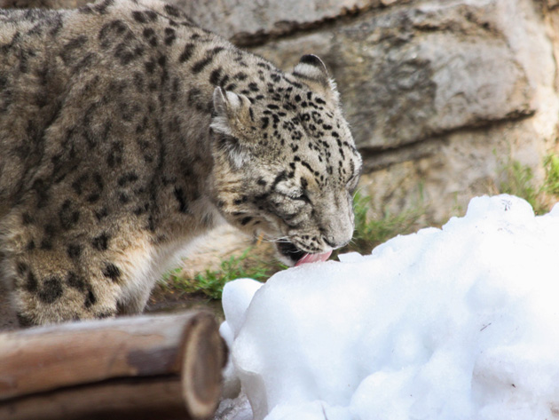 Snow Leopard Festival Spot On for Winter Fun | Homes & Lifestyle | Noozhawk