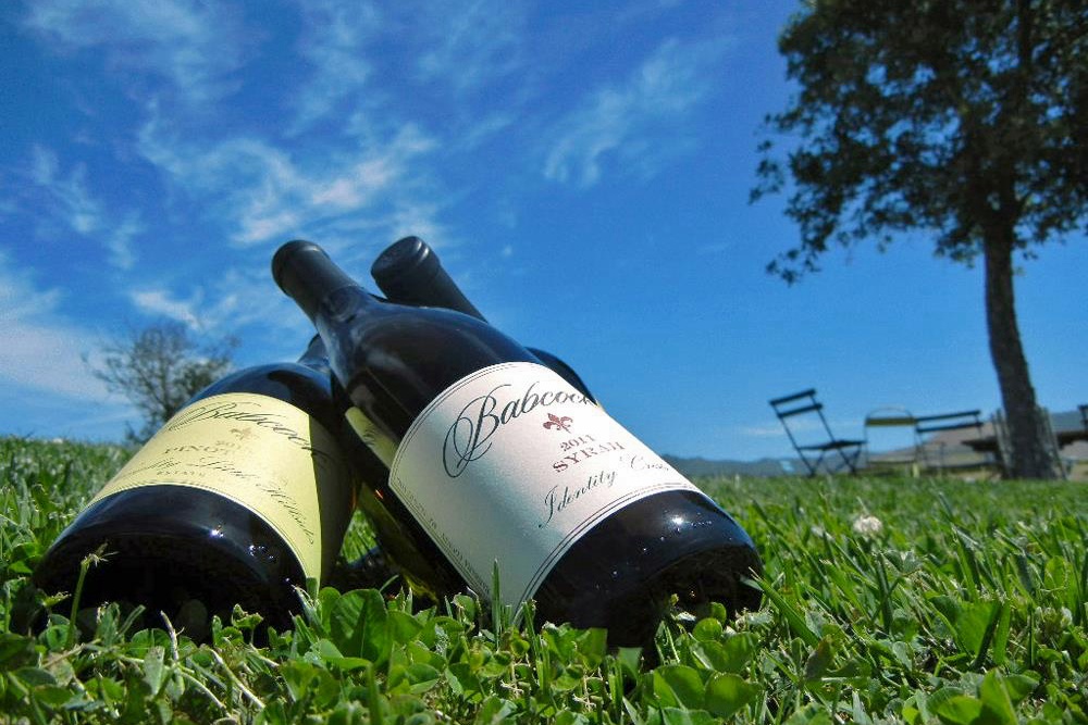 Donna Polizzi: Babcock Winery & Vineyards Delivers a New Taste Thrill ...