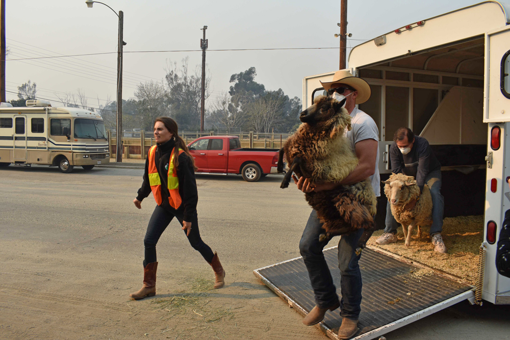 Residents, Animals Evacuating Thomas Fire Area Head to Santa Barbara ...
