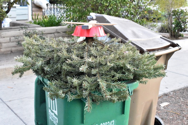 How to Get Rid of Your Christmas Tree This Week in Santa Barbara County ...