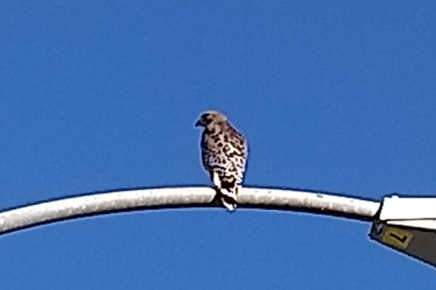 Light Hawk | Photo of the Day | Noozhawk