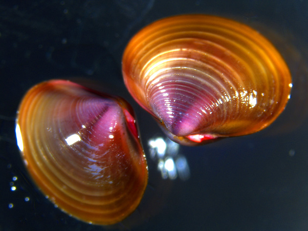 Outdoors Q&A: Identifying Clams in The Delta | Outdoors | Noozhawk