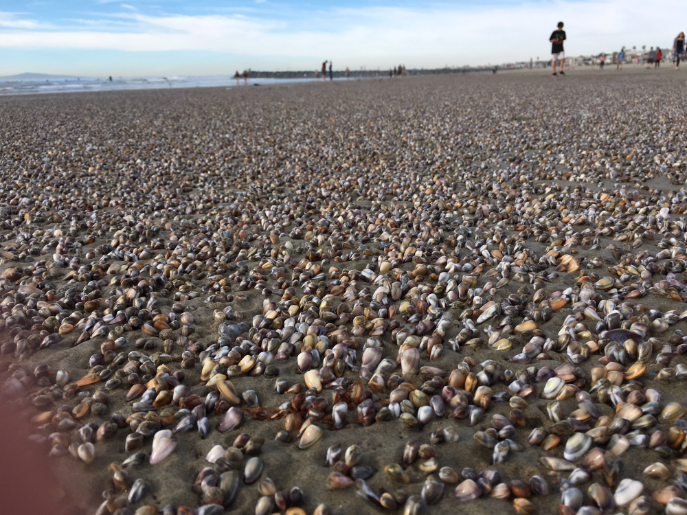 Outdoors Q&A: That’s a Lot of Clams | Outdoors | Noozhawk